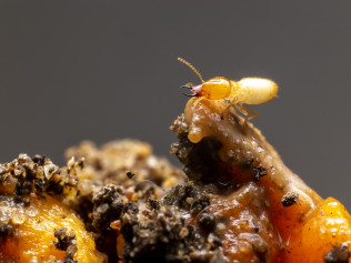 Pest Control, Exterminator | District Elite Pest Management ...