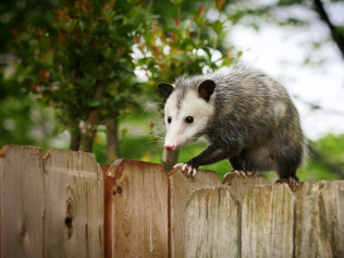 Pest Control, Exterminator | District Elite Pest Management ...